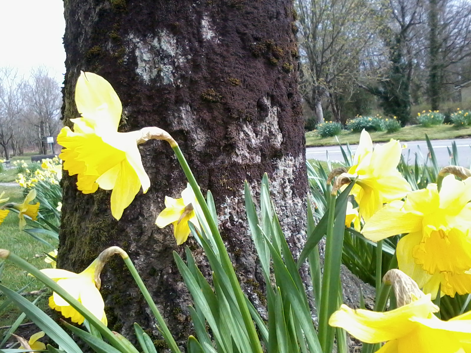 Spring - Branching Out