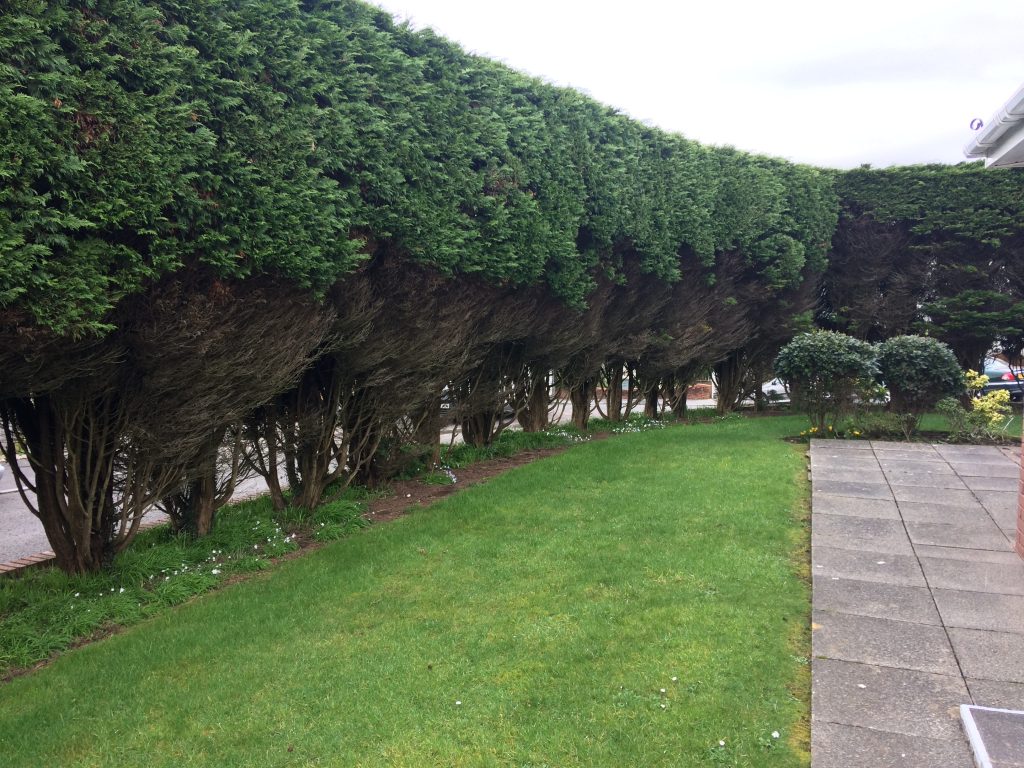 HAIR CUTS FOR HEDGES - Branching Out