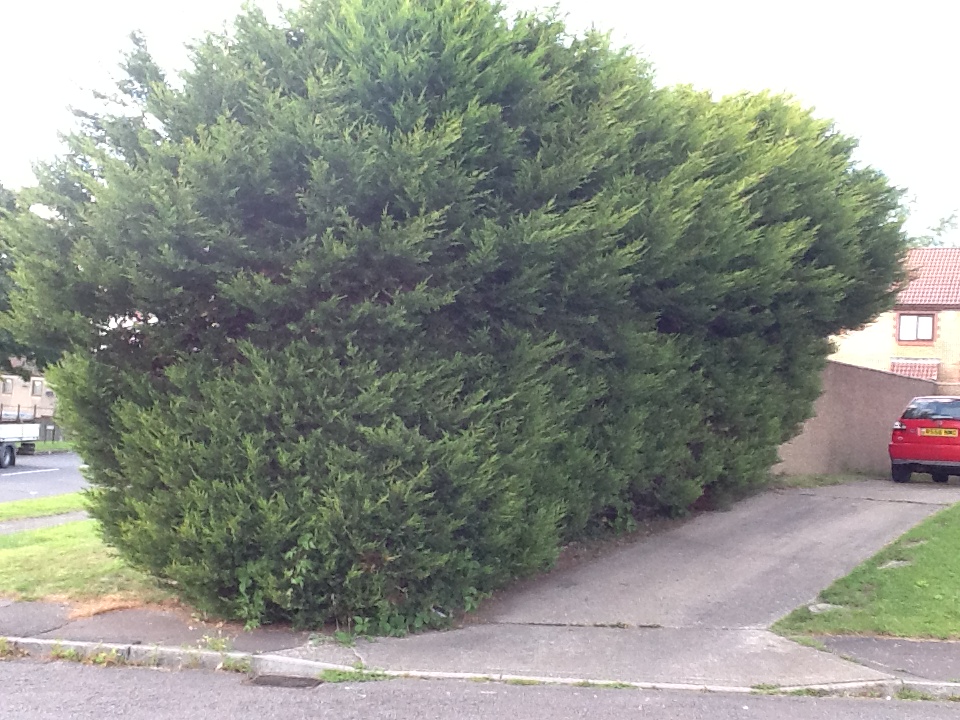 HAIR CUTS FOR HEDGES - Branching Out